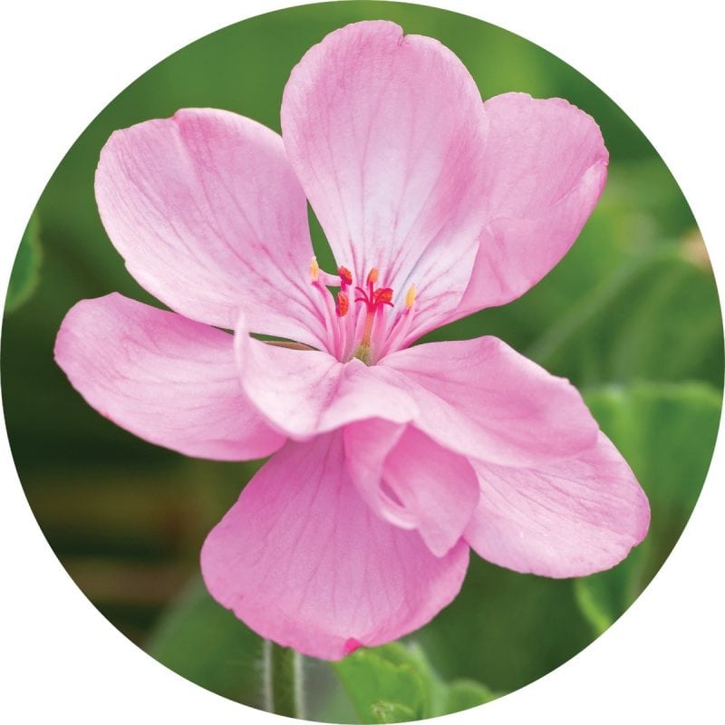 Geranium Essential Oil | Living Libations