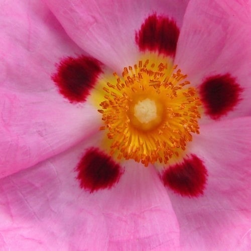 Rock Rose Essential Oil - Living Libations