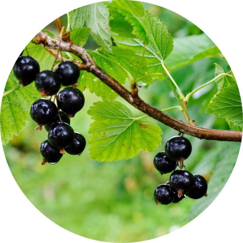 Black Currant Absolute | Living Libations