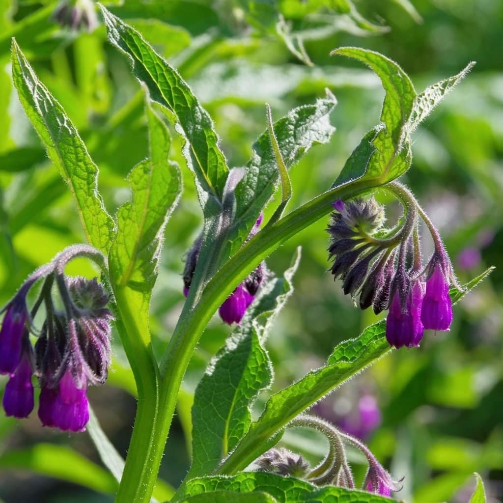 Irish Herbal Medicine