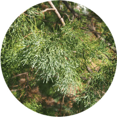 Rock Rose Essential Oil | Living Libations