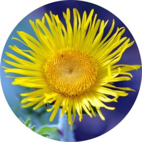 Inula Essential Oil | Living Libations