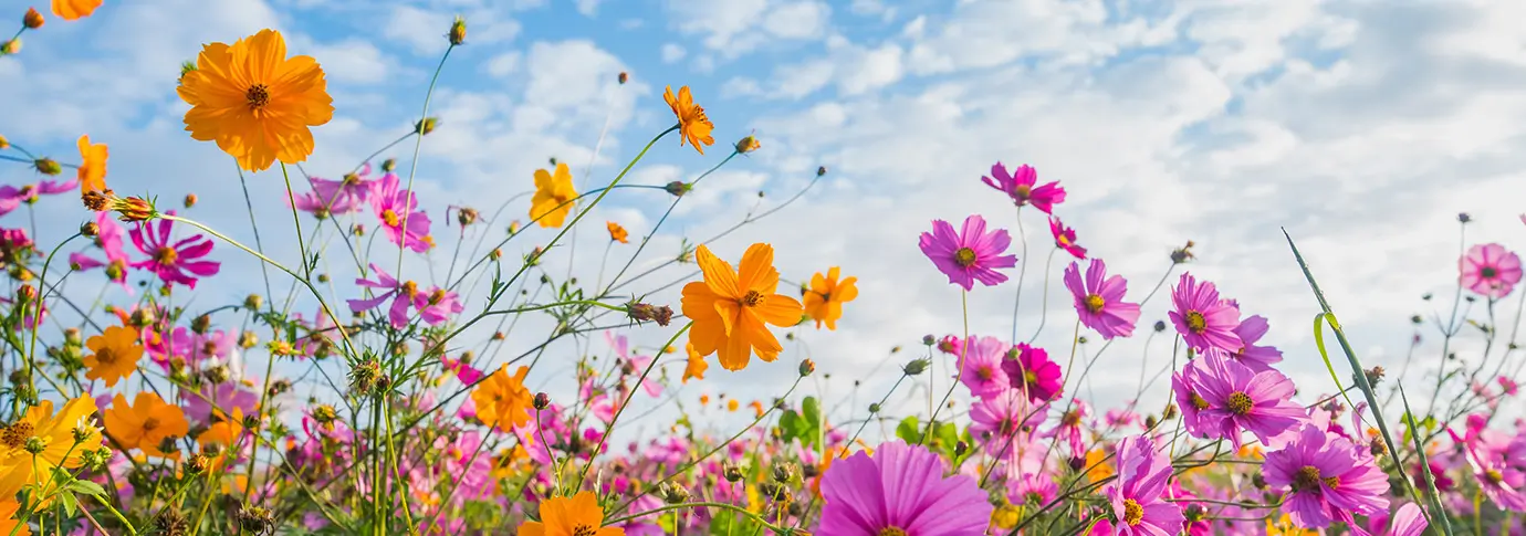 Organic & Natural Skincare Products | Dutch Health Store