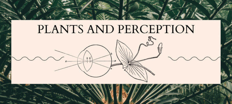 Scientific Evidence Demonstrating the Cognitive Abilities, Emotional ...
