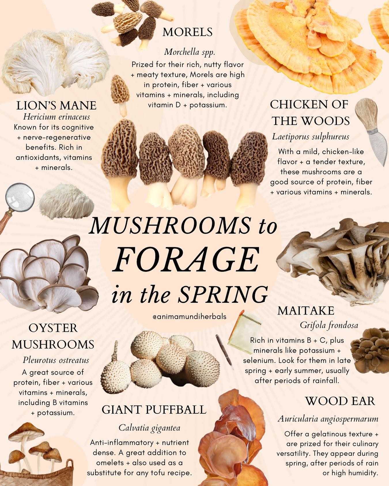 The Herbalist's Guide to Spring Mushroom Foraging